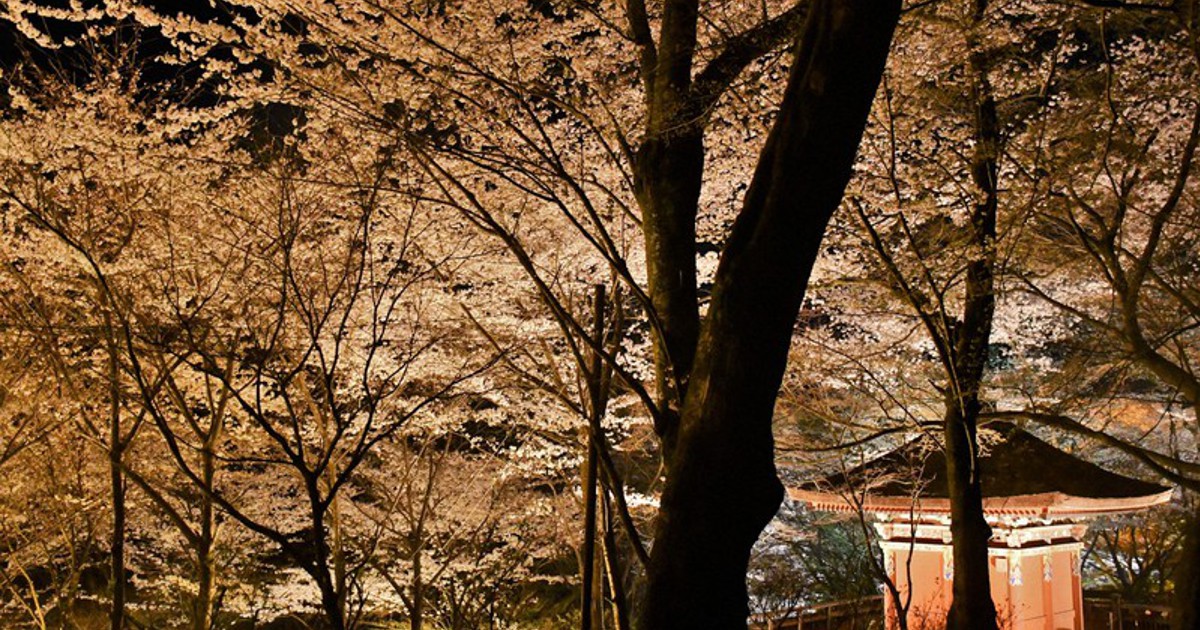 In Photos: Cherry blossom illumination creates fantastical nightscape ...