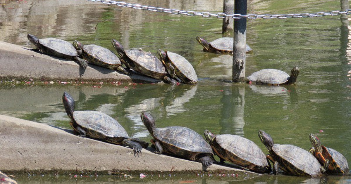 Japan Photo Journal: Turtles line up to dry their shells at park in ...