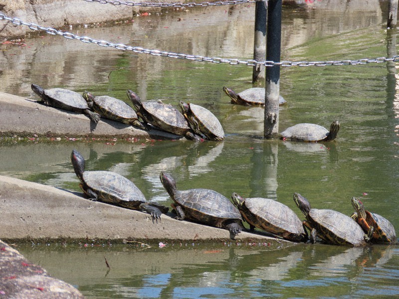 Japan Photo Journal: Turtles line up to dry their shells at park in ...