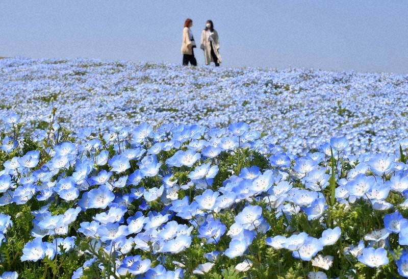 Japan Photo Journal: 1.2 million 'baby blue eyes' adorn park in Fukuoka ...