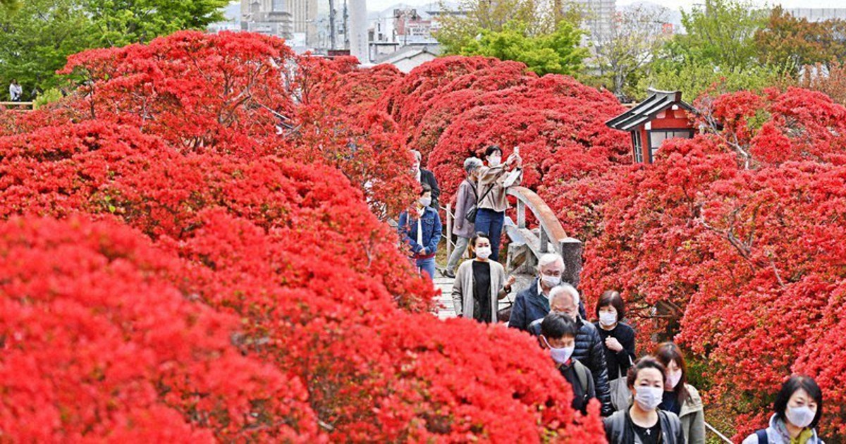 Japan Photo Journal: Walls of red azalea flowers line 100m Kyoto shrine ...