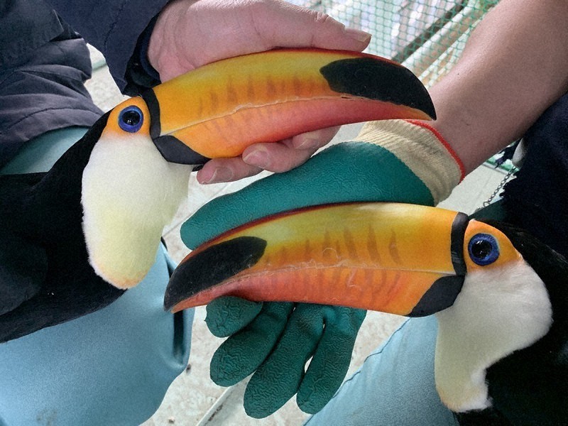 Toucans kept as couple at Japanese zoo for 8 years turn out to be both ...