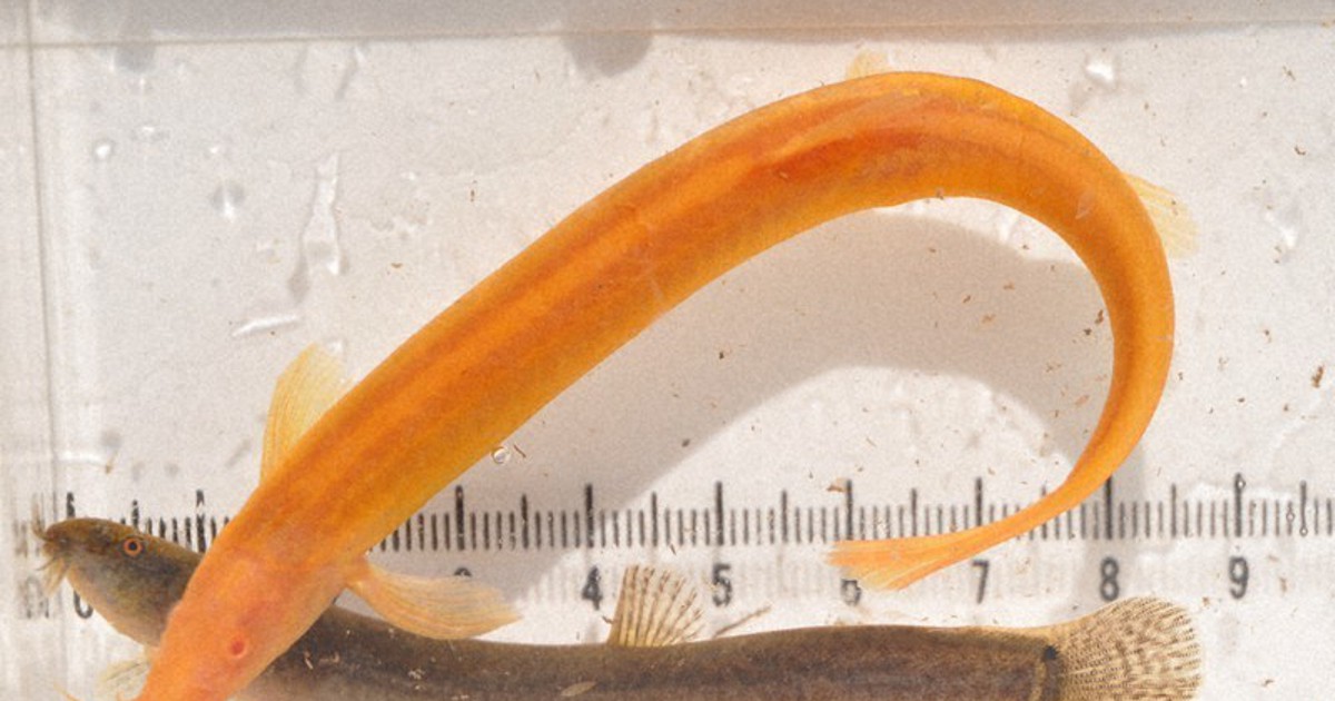 Rare golden weather loach to go on public display in Japan; name ...