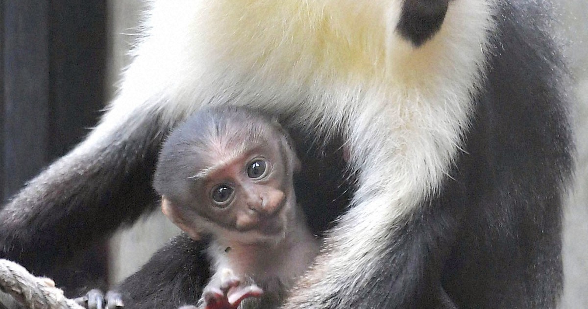 New moon goddess: Baby Diana monkey charms visitors to Fukuoka zoo ...