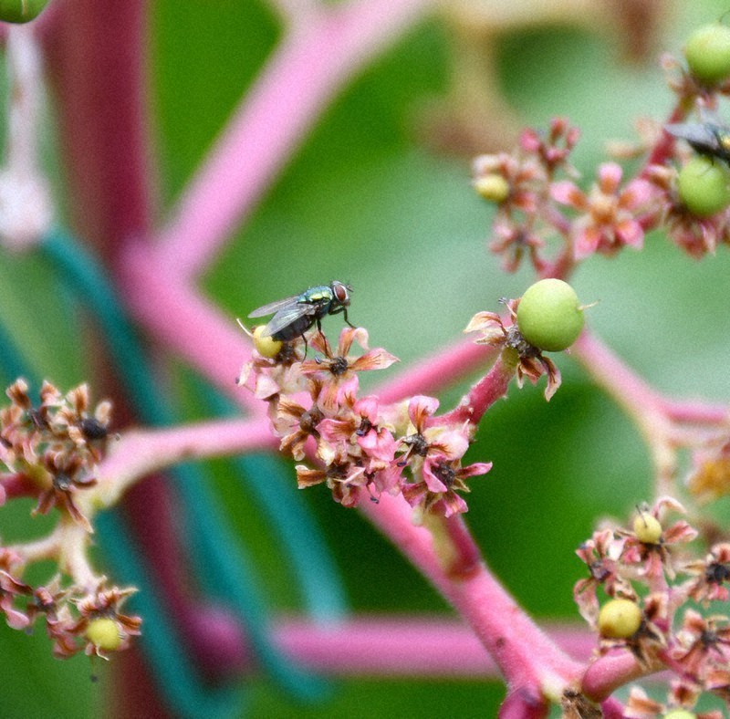 'Worker flies' all the buzz in Japan agricultural pollination amid ...