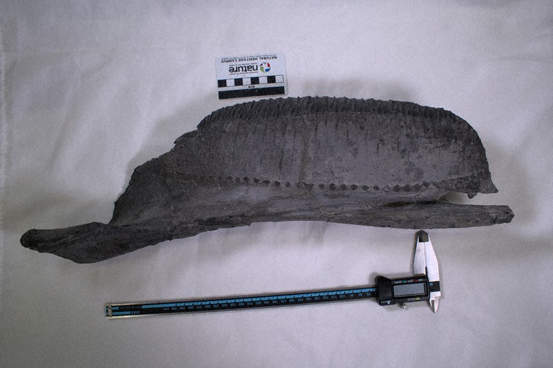 Dinosaur fossil unearthed in west Japan in 2004 identified as new ...