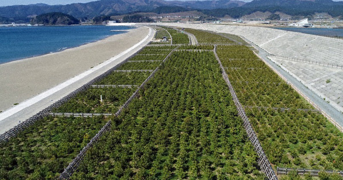 Japan's tsunami-hit coast lush with pines again thanks to revival ...