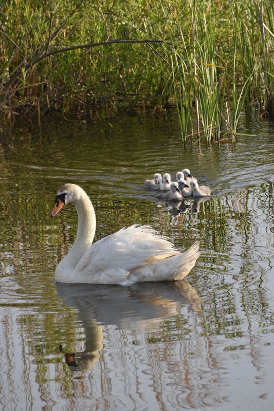8 mute swan chicks chase mother around in east Japan swamp to delight ...