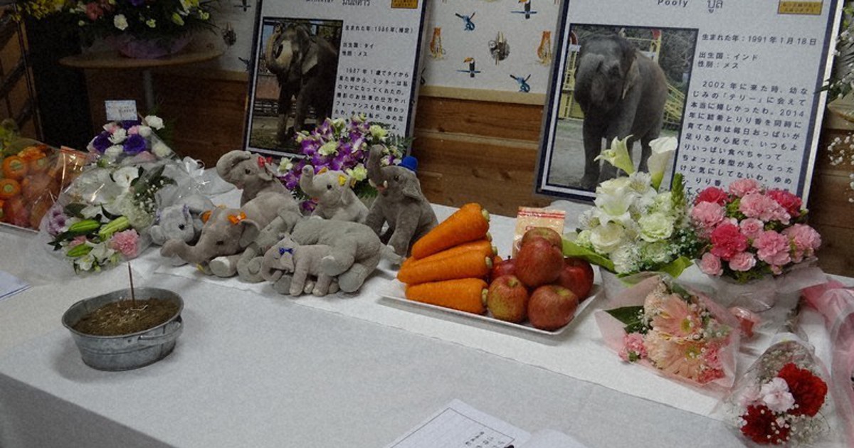 2 Asian elephants at east Japan zoo die on same day after 6 fall ill ...