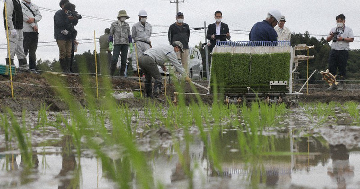 Rice planted in evacuated Fukushima town for 1st time since nuclear ...