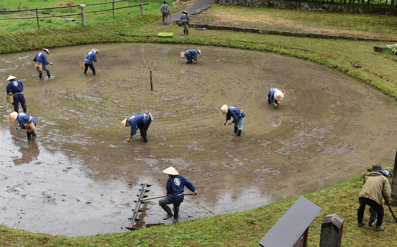 Japan Photo Journal: Rare round paddy field planted with rice seedlings ...