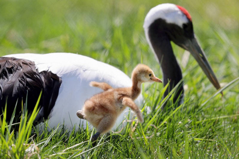 Red-crowned crane chicks growing up fast in Hokkaido - The Mainichi