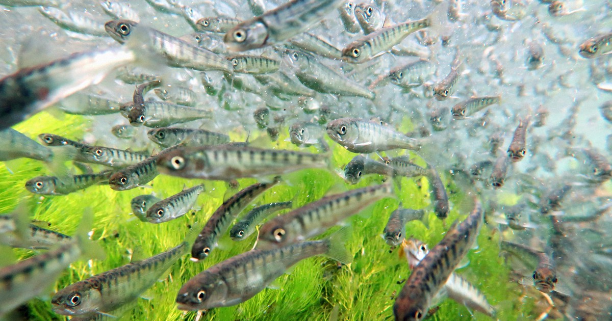 Japan Photo Journal: Chum salmon fry head out to sea in Hokkaido - The ...
