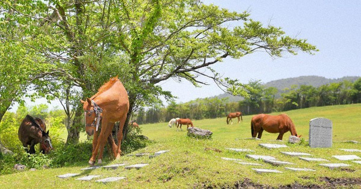 A visit to the southwest Japan ranch where retired racehorses see out ...