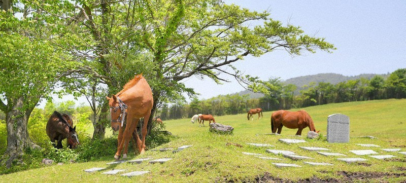A visit to the southwest Japan ranch where retired racehorses see out ...
