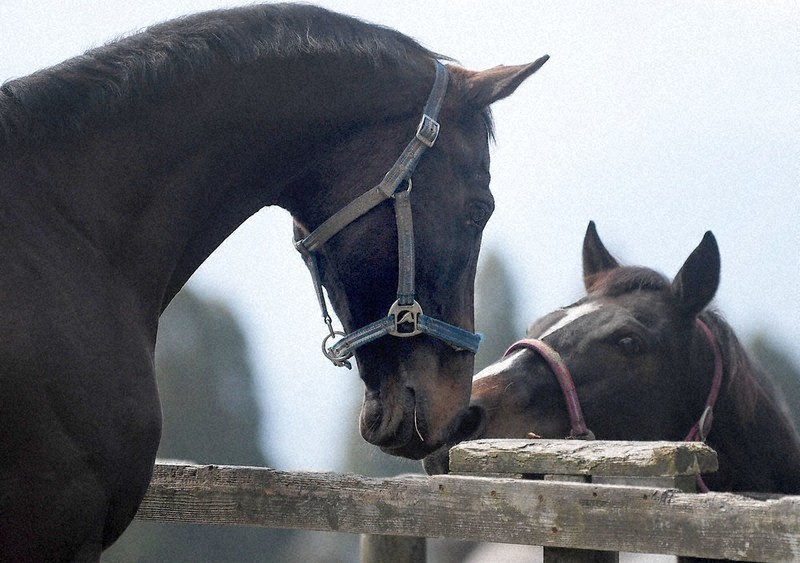 A visit to the southwest Japan ranch where retired racehorses see out ...