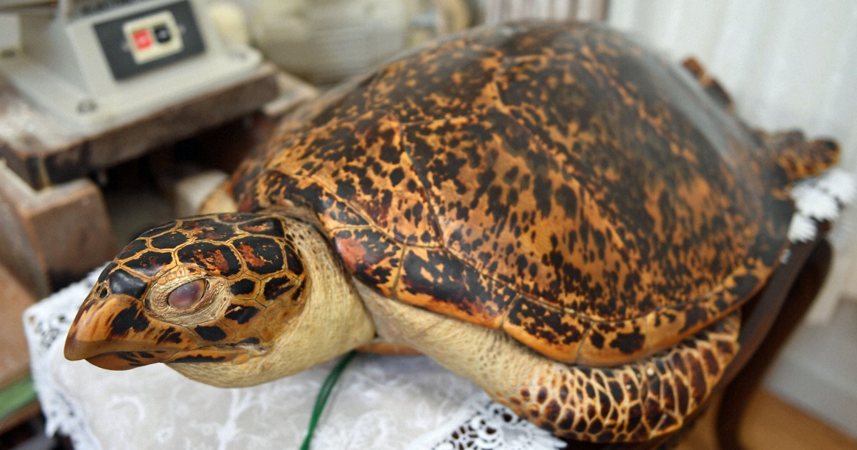 In Photos: Precious Japanese turtle shell crafts something to treasure ...