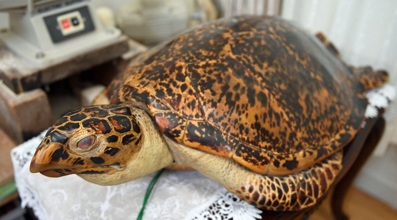 In Photos: Precious Japanese turtle shell crafts something to treasure ...