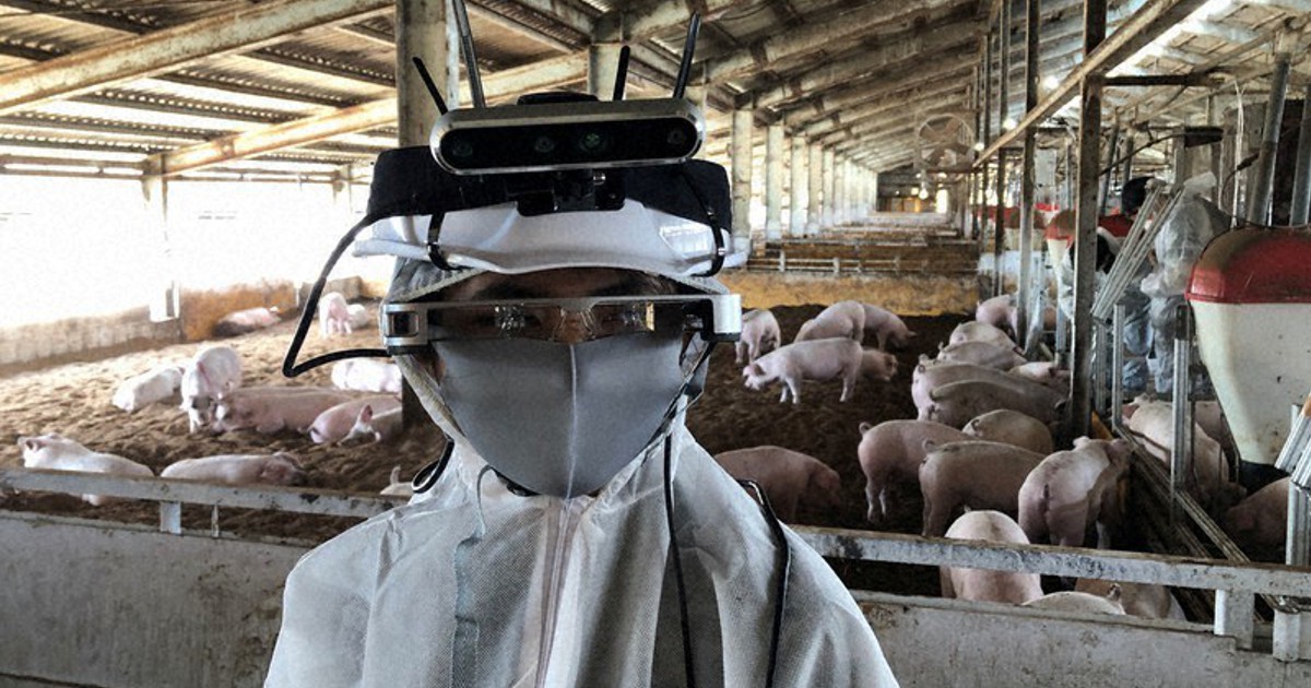 Southwest Japan univ. develops smart glasses to visually estimate pigs ...