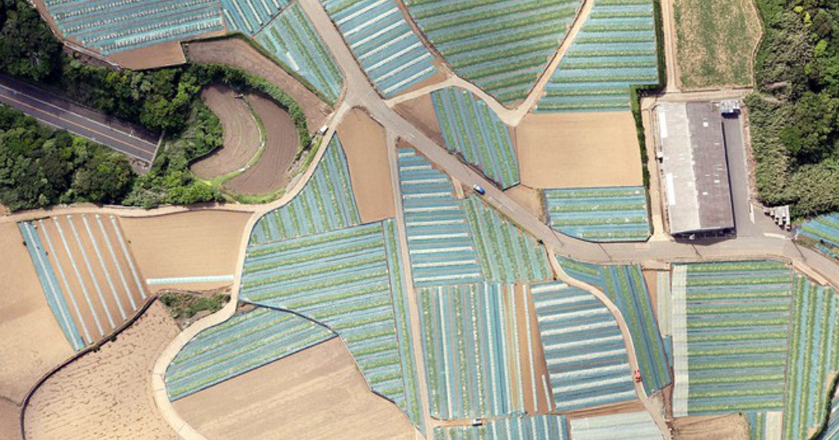 In Photos: Fields of vegetables create patchwork-like pattern in east ...