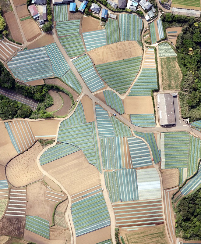 In Photos: Fields of vegetables create patchwork-like pattern in east ...
