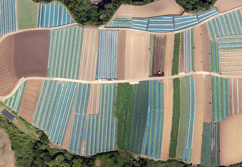 In Photos: Fields of vegetables create patchwork-like pattern in east ...