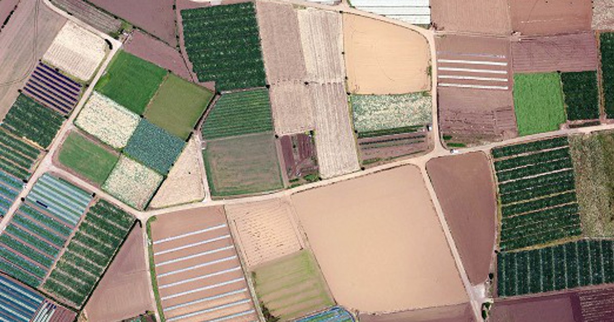 In Photos: Fields of vegetables create patchwork-like pattern in east ...