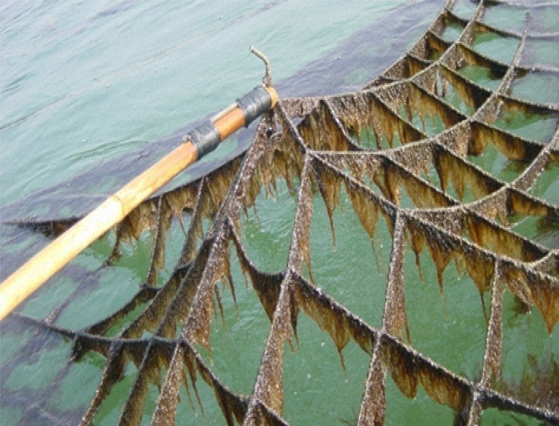 Low catches in Japan's 'too clean' seas lead local gov'ts to try easing ...