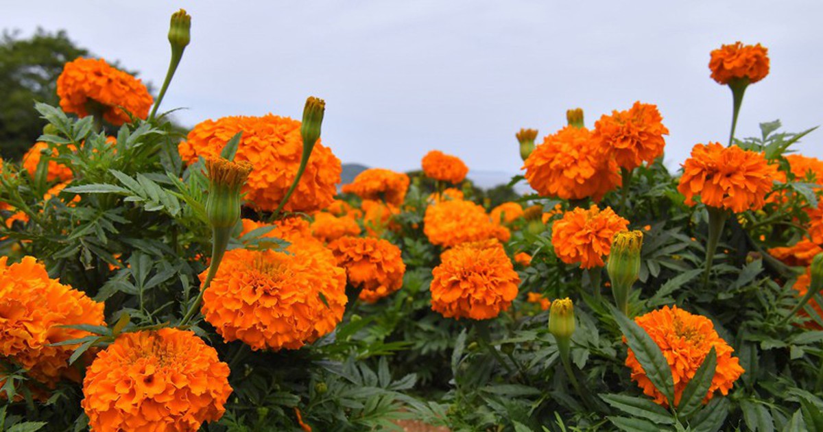 In Photos: Marigolds in Fukuoka park ready to give visitors a colorful ...
