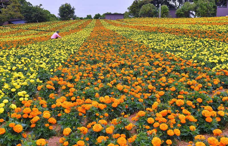 In Photos: Marigolds in Fukuoka park ready to give visitors a colorful ...