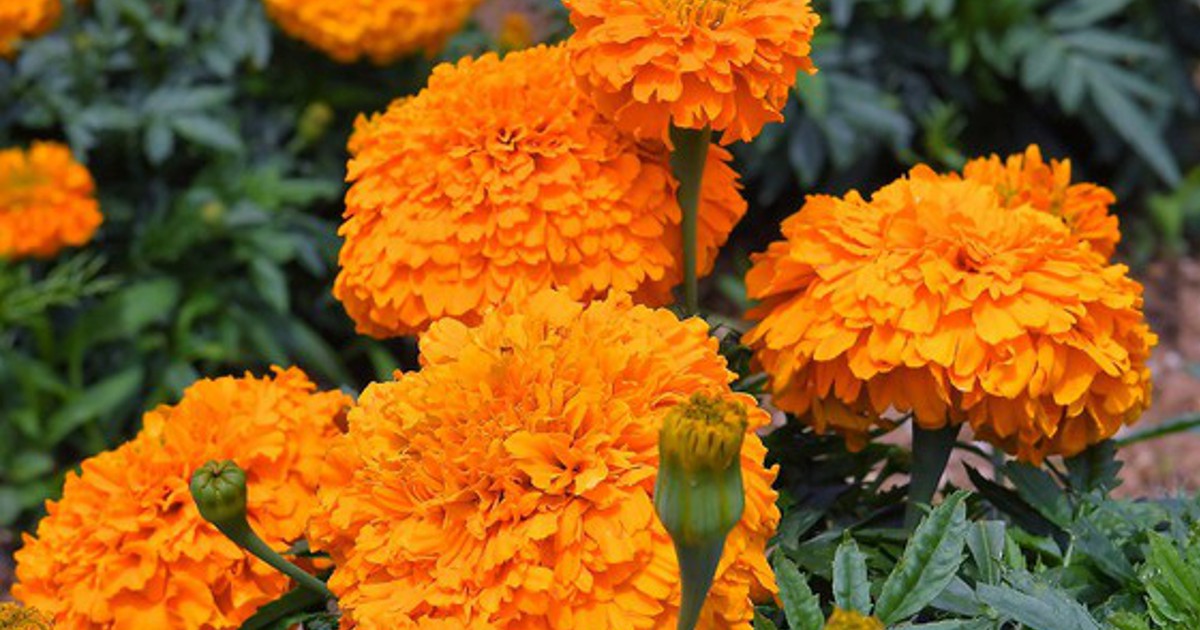 In Photos: Marigolds in Fukuoka park ready to give visitors a colorful ...