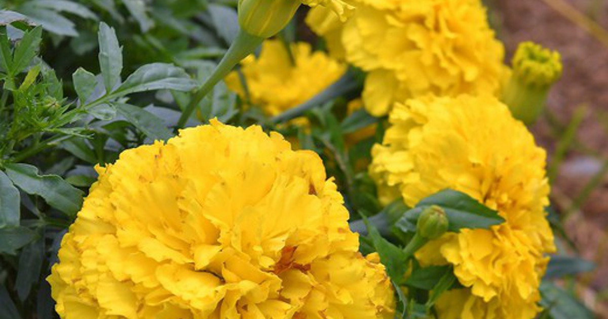 In Photos: Marigolds in Fukuoka park ready to give visitors a colorful ...
