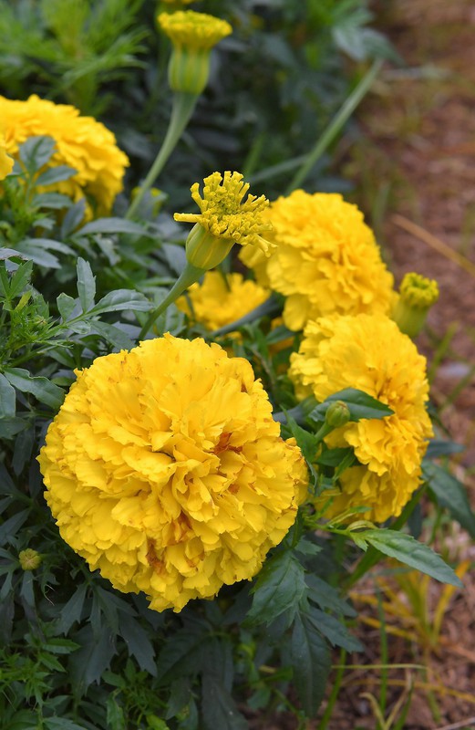 In Photos: Marigolds in Fukuoka park ready to give visitors a colorful ...
