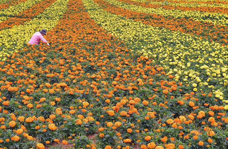 In Photos: Marigolds in Fukuoka park ready to give visitors a colorful ...