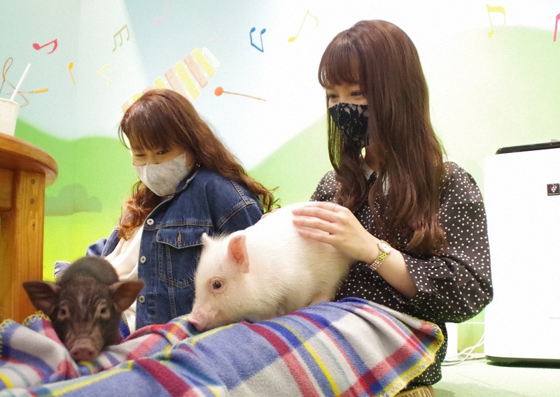 Adorable 'micro pigs' lap up the love at animal cafe in east Japan city ...