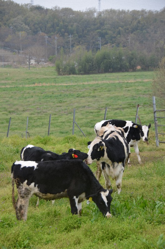 2021 Rewind: Taking a bow to the year of the cow in Japan