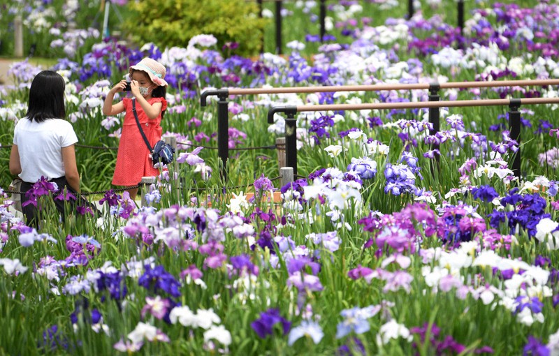 Japan Photo Journal: 6,000 iris flowers in full bloom at Tokyo garden ...
