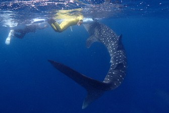 Diver 'plays' with 5-meter whale shark spotted lurking off southwest ...