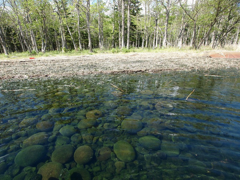 'Marimo' algae balls appear in huge numbers on Hokkaido lake shore ...