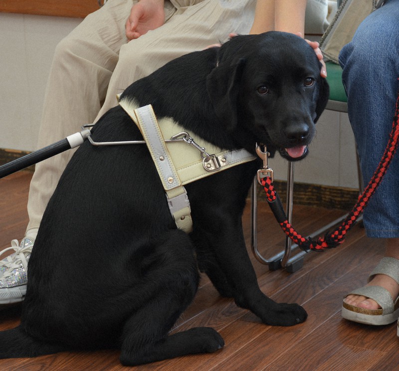 West Japan center recruiting families to care for guide dog candidate ...