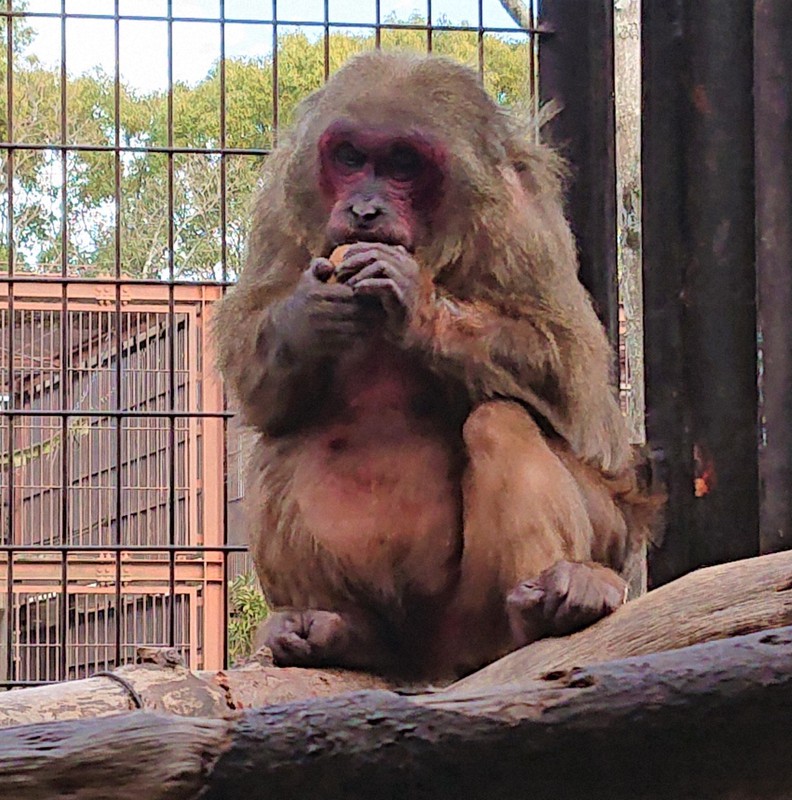 West Japan zoo's monkey named after Olympics reflects spirit of peace ...