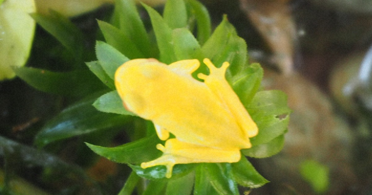 Bright yellow tree frog found in Fukuoka - The Mainichi