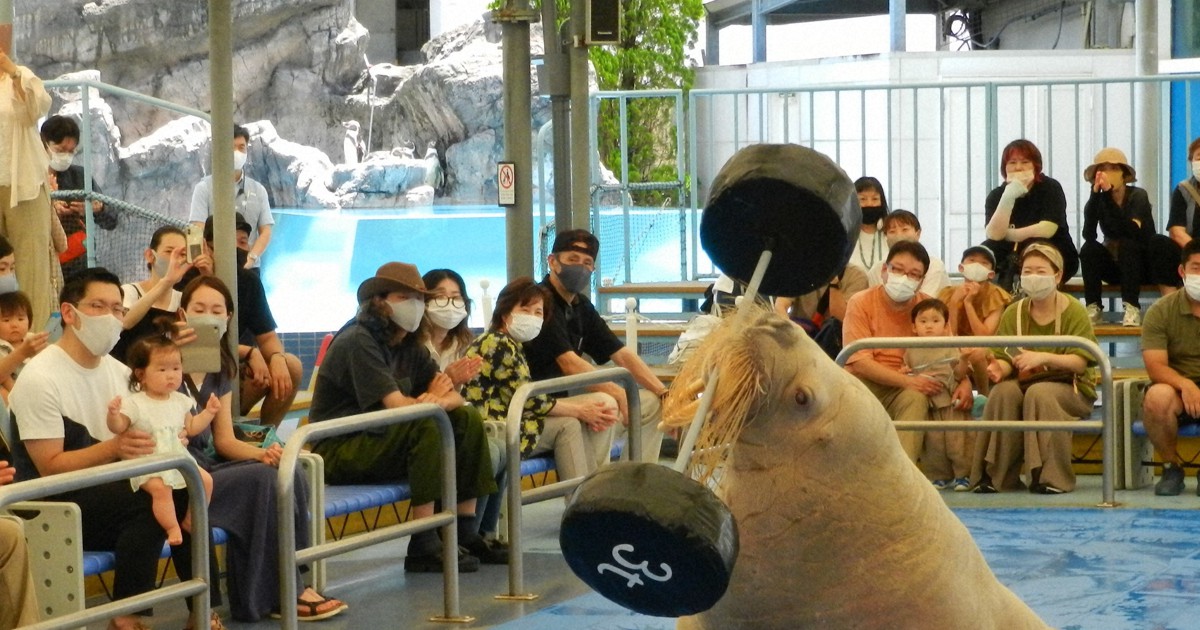 Sporting sea creatures compete in mini 'Olympics' at Japanese aquarium ...