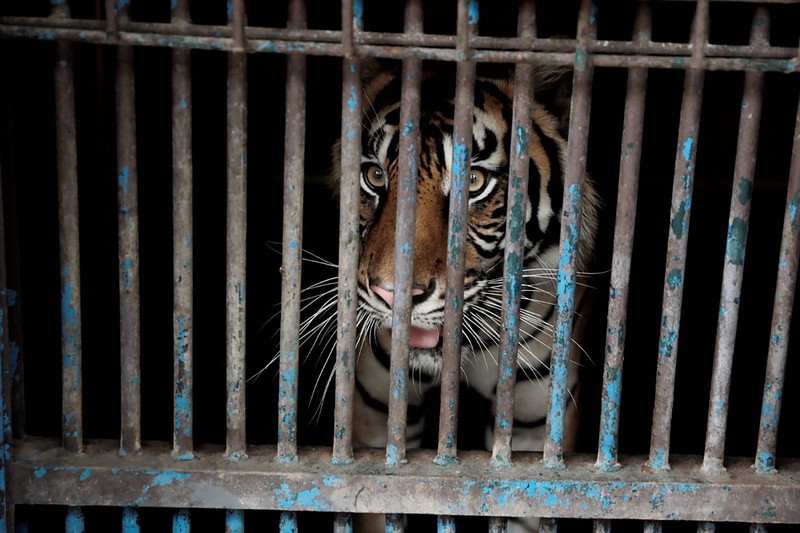 2 rare Sumatran tigers recovering after catching COVID-19 - The Mainichi