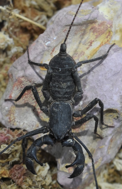 West Japan aquarium celebrates 'scissors day' with exhibition of sharp ...