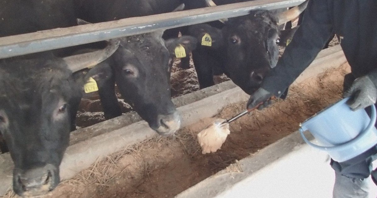 Does feeding sake lees to cows make beef taste better? Experiment ...