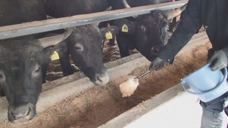 Does feeding sake lees to cows make beef taste better? Experiment ...