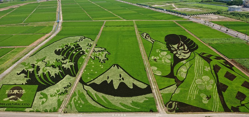 Rice paddies come alive as massive 'ukiyo-e' field art in eastern Japan ...