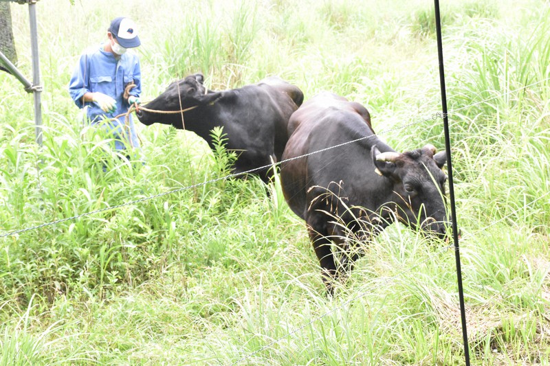 Japanese Cattle Polled