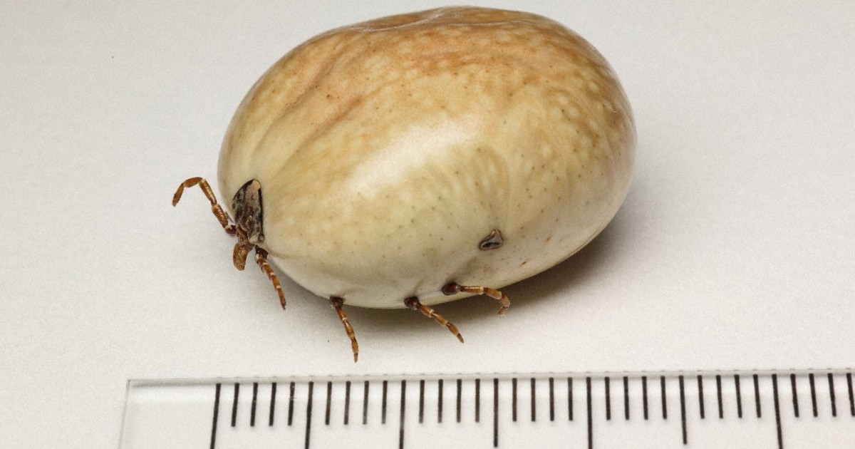 Southwest Japan man dies of disease transmitted by tick - The Mainichi